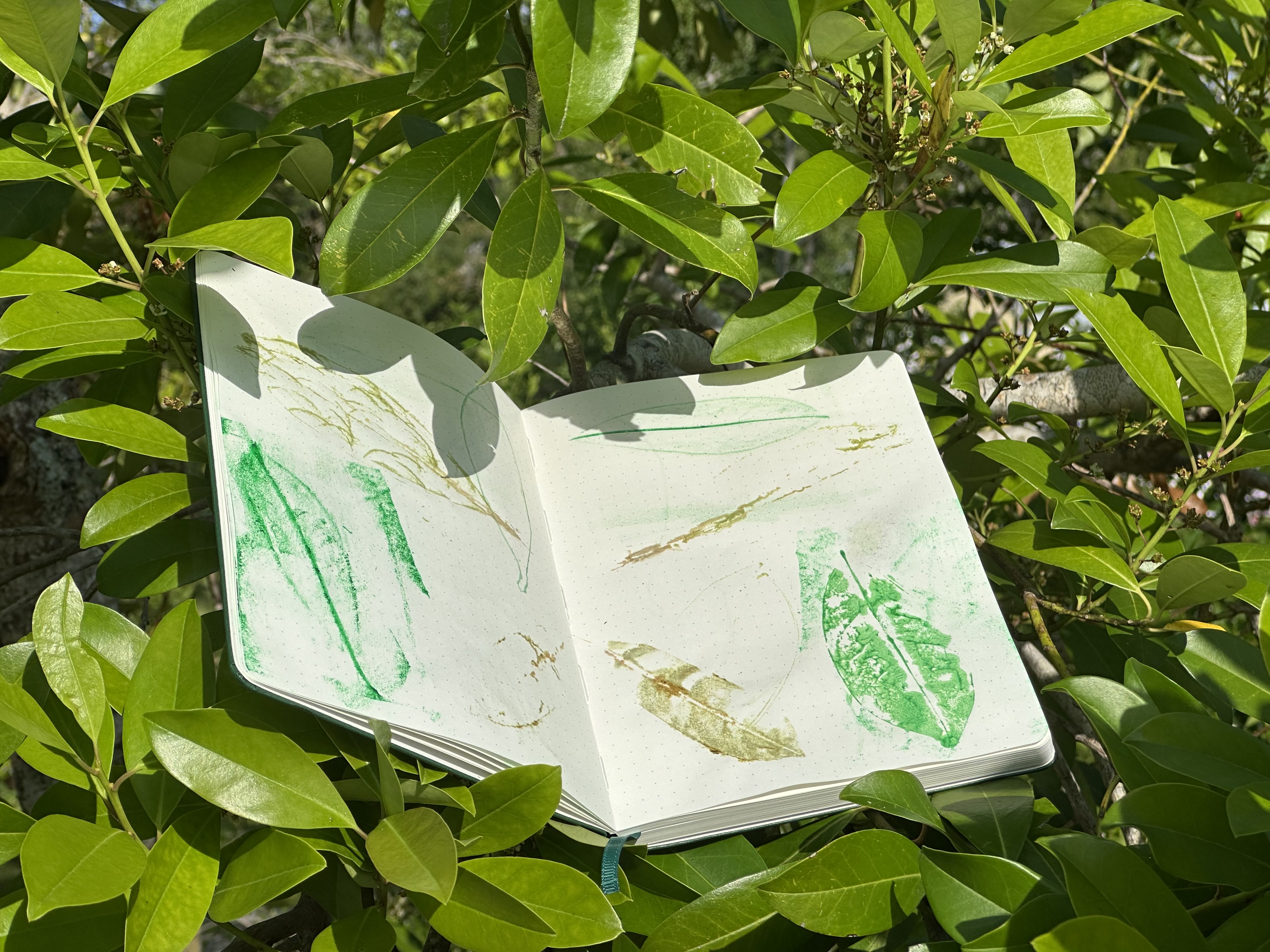 Nature journaling trees – Ecology Ellie